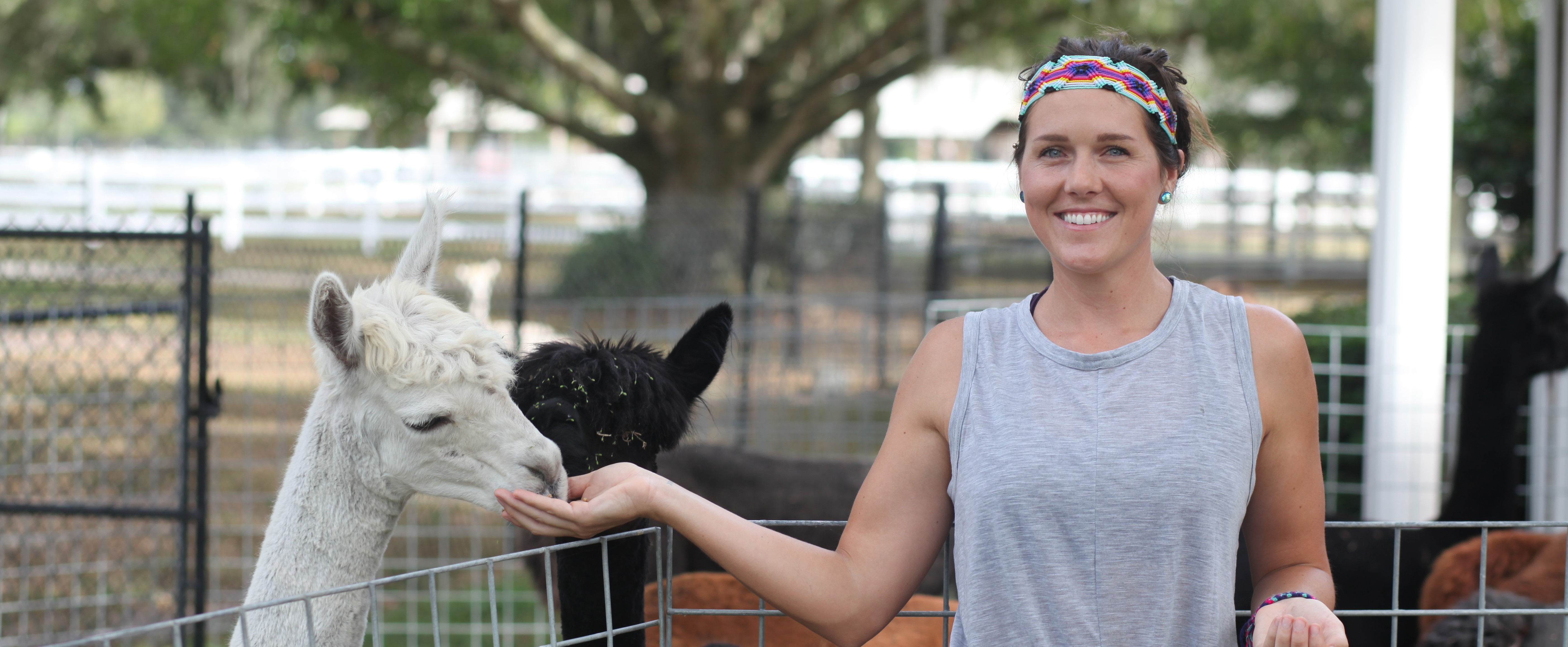 Golden Spirit Alpaca